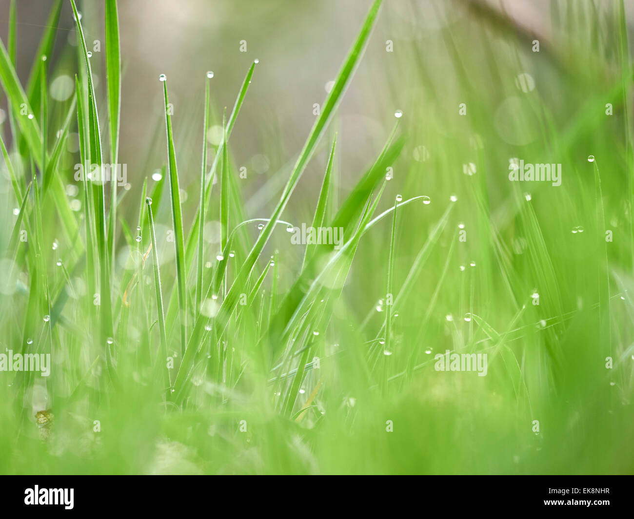Fresh Spring Grass Stock Photo - Alamy