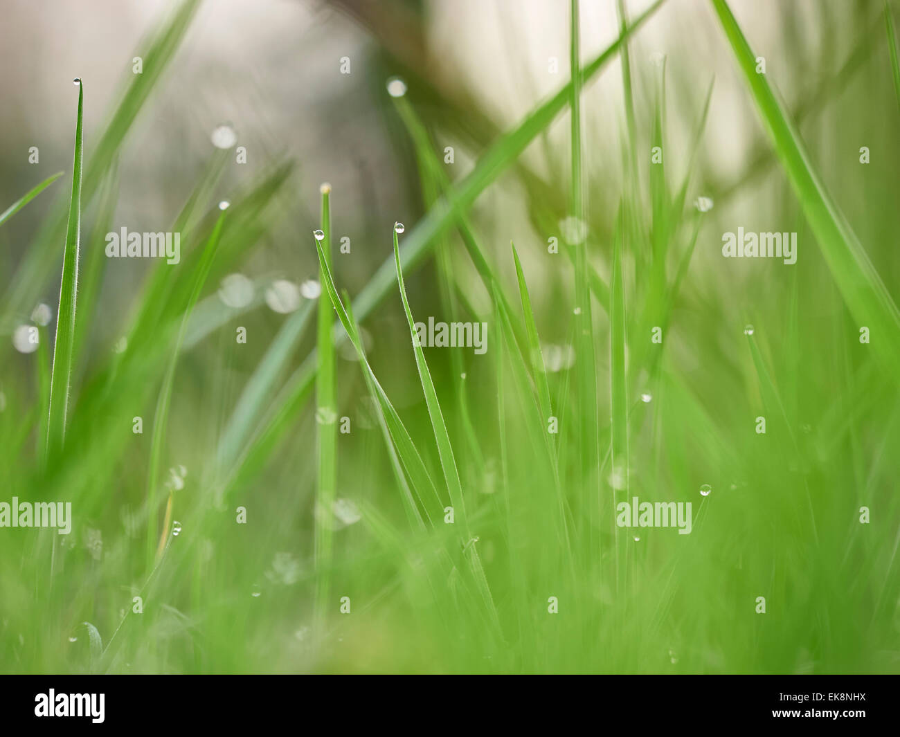 Fresh Spring Grass Stock Photo - Alamy