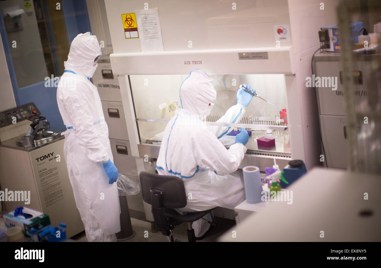 Accra, Ghana. 8th Apr, 2015. Employees examine specimens in the Noguchi ...