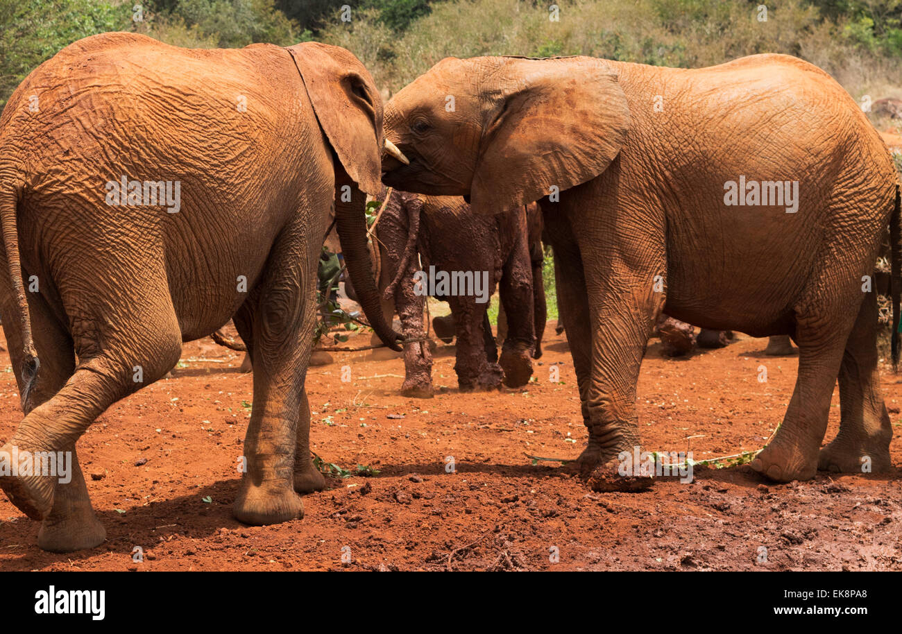 Orphan elephants hi-res stock photography and images - Alamy
