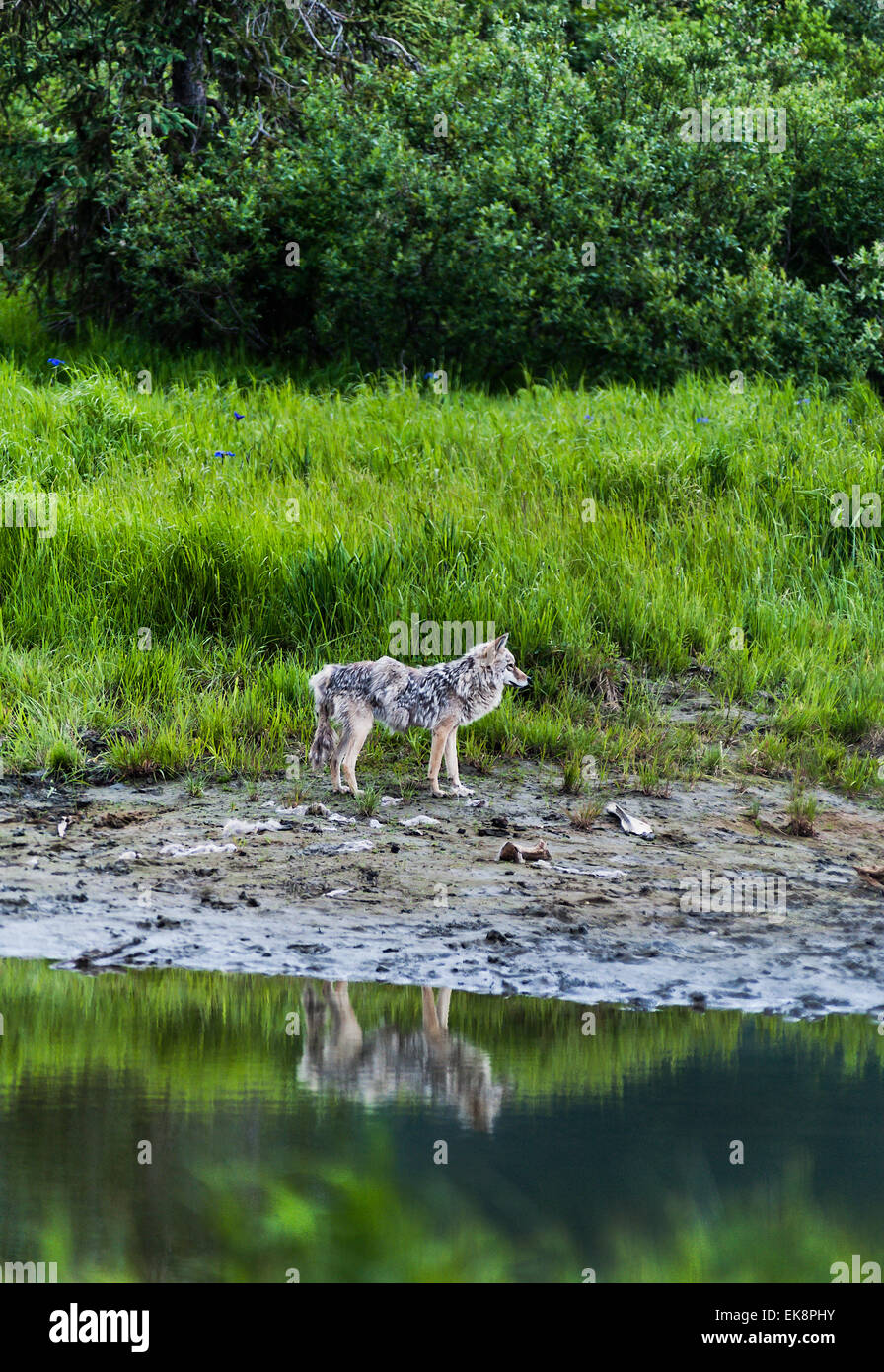 Coyote Alaska Wildlife High Resolution Stock Photography and Images - Alamy