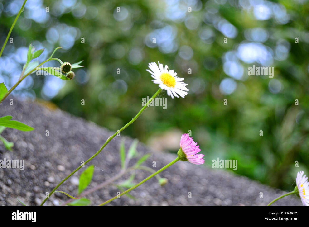 White daisy hi-res stock photography and images - Alamy