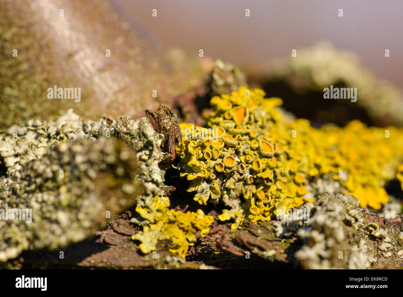 Macro of dried tree moss in natural light Stock Photo - Alamy