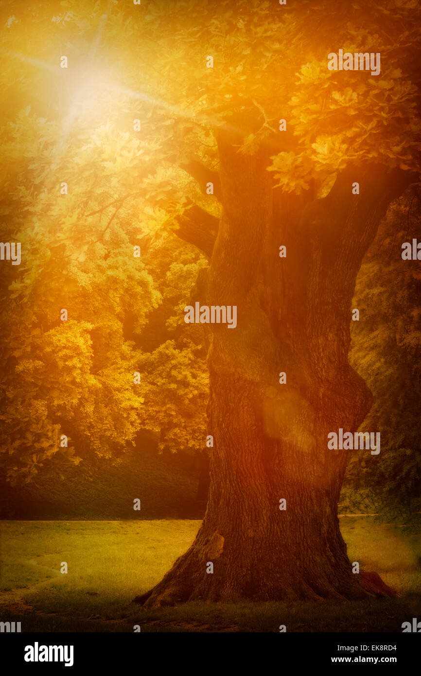 Old oak tree Stock Photo - Alamy