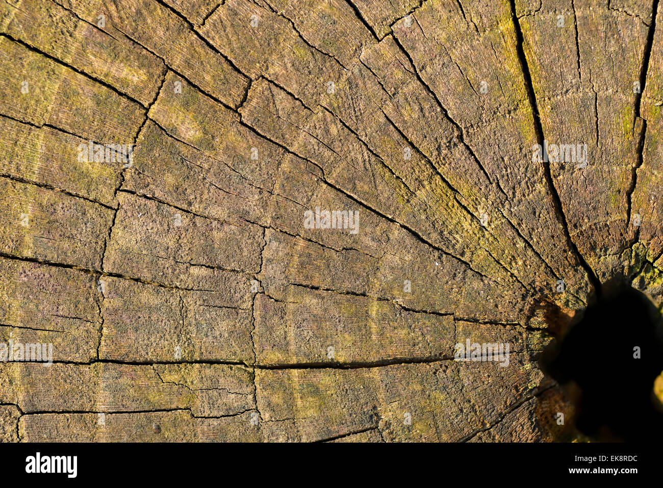 Wood texture in cross section hi-res stock photography and images - Alamy
