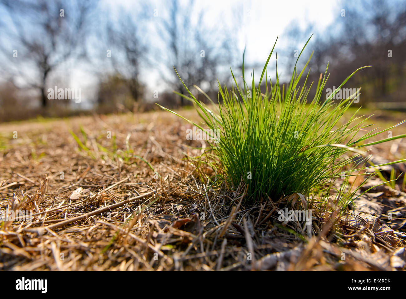 Tuft of grass in the autumn Stock Photo - Alamy