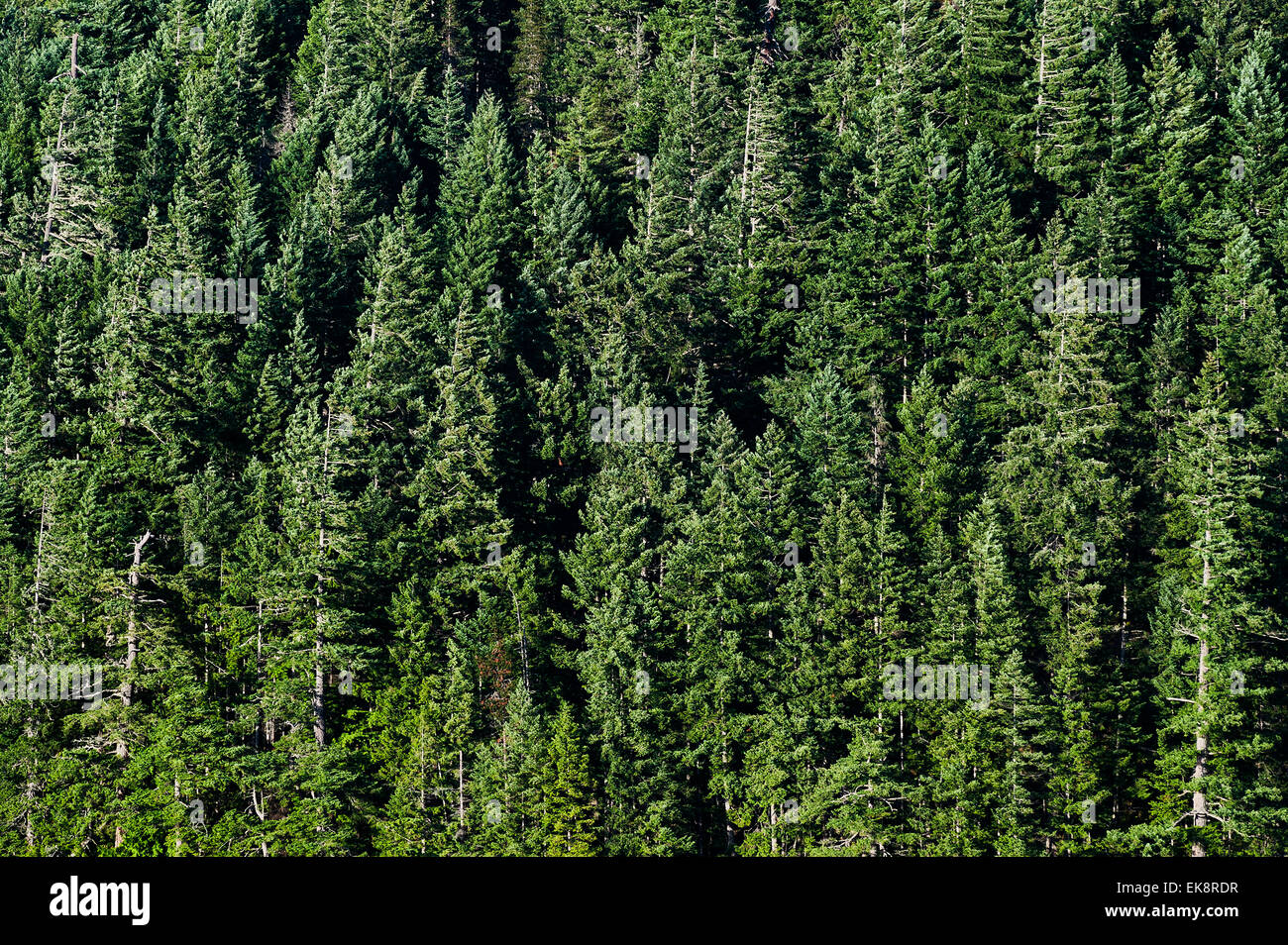 British trees hi-res stock photography and images - Alamy