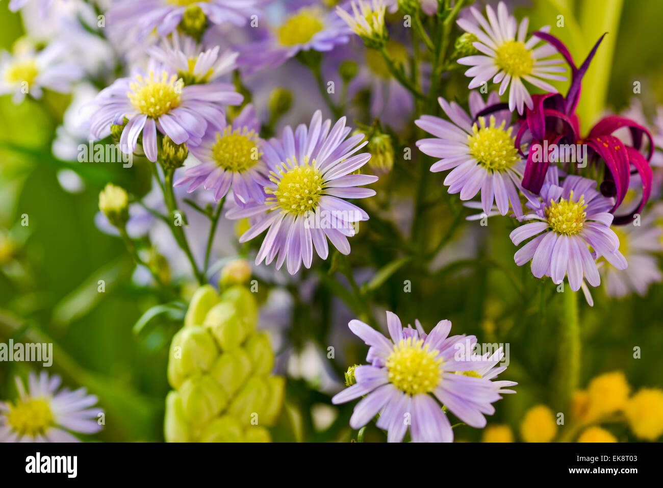 Amazing plain purple flowers Stock Photo - Alamy