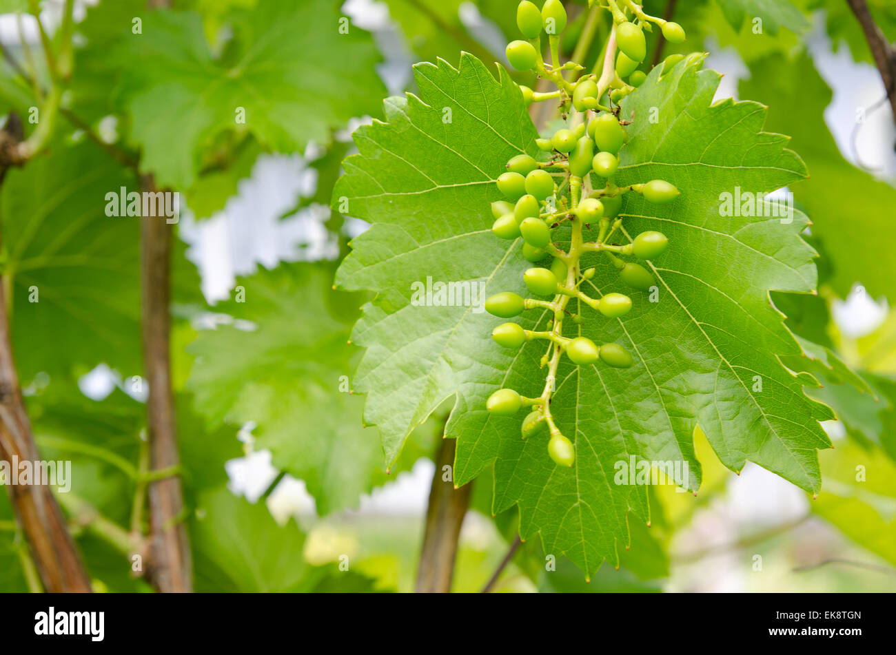 bunch of green grapes on grapevine Stock Photo - Alamy