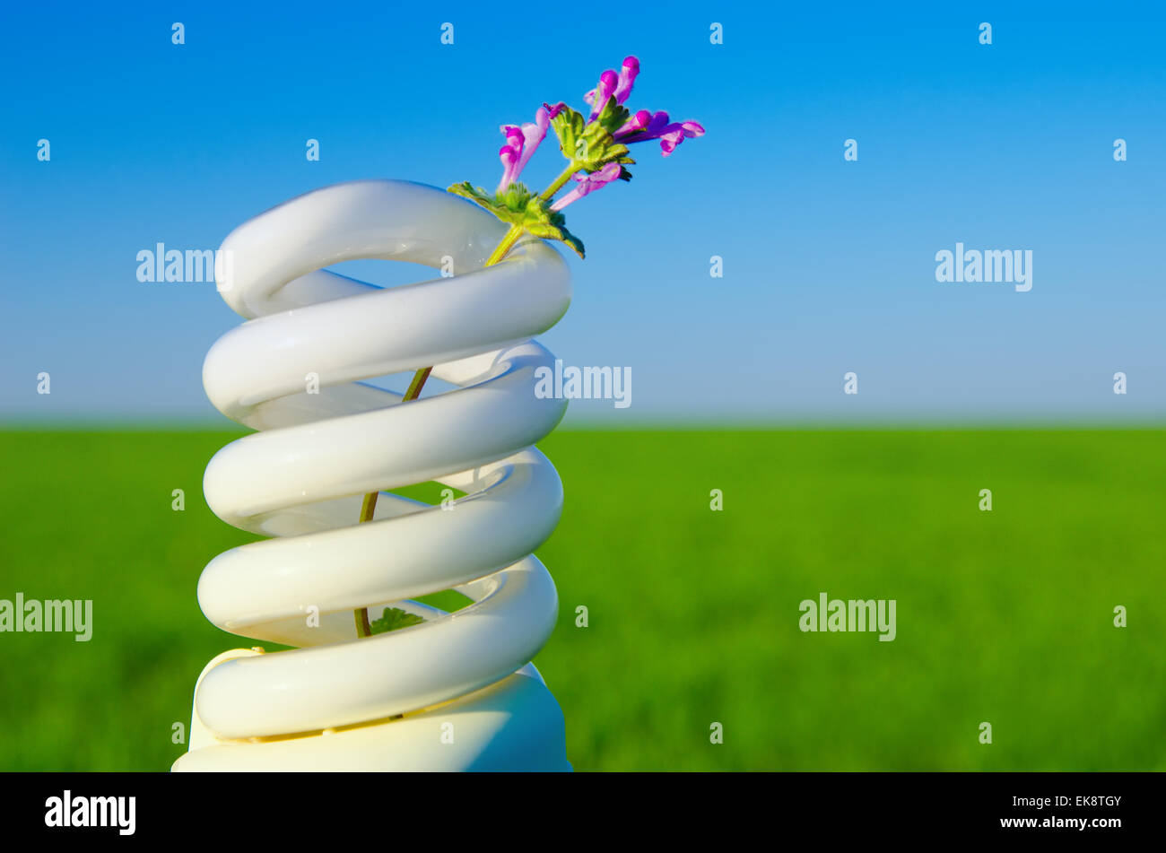flower in energy saving lamp Stock Photo - Alamy