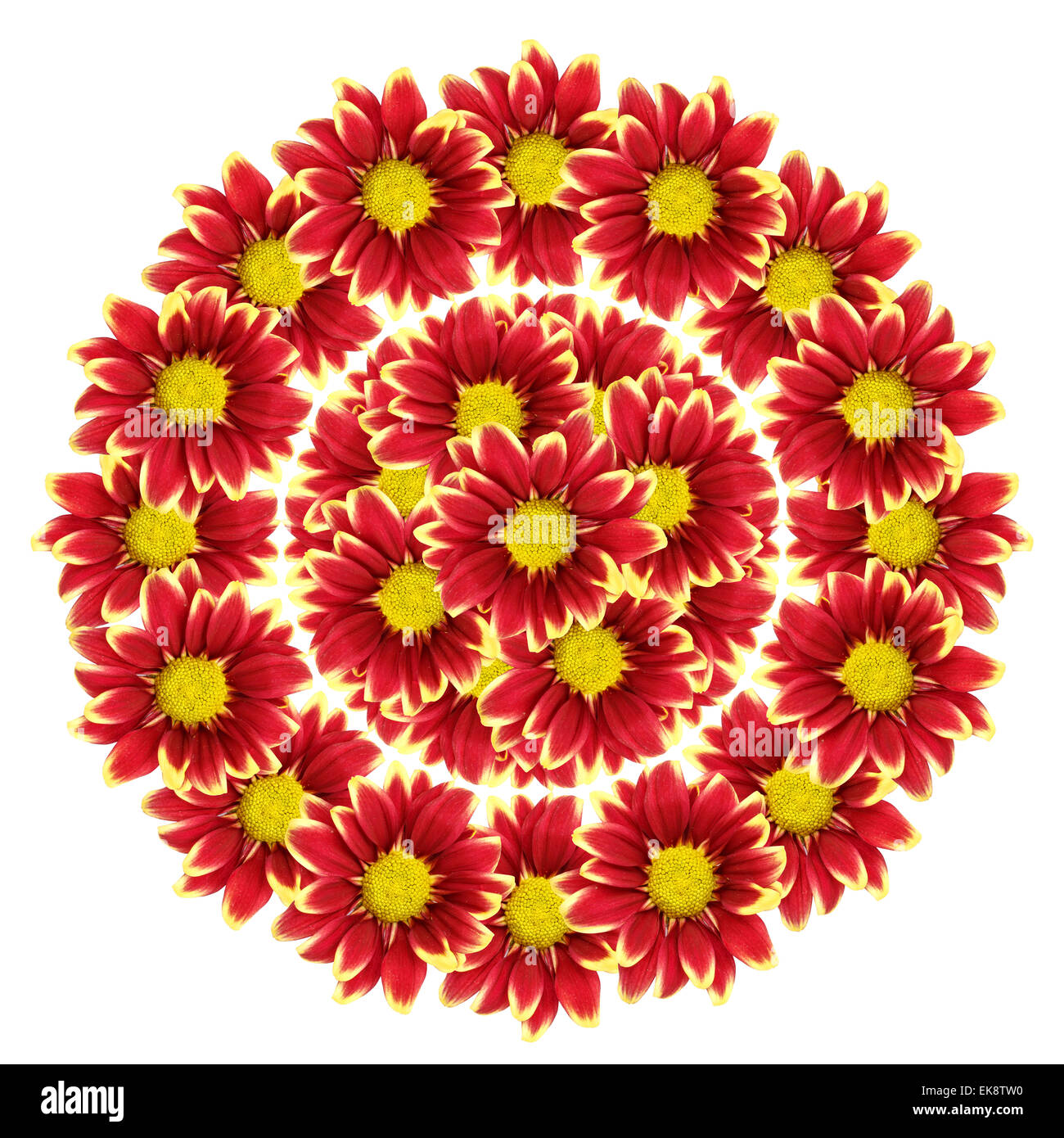 Beautiful of red flower isolated on white background Stock Photo - Alamy