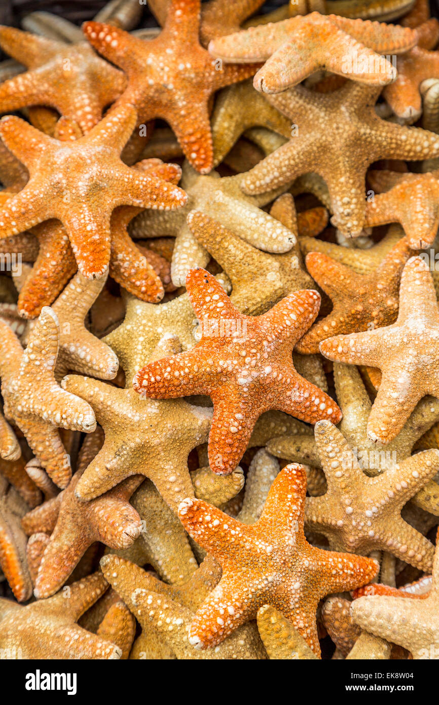 A vertical close up image of a collection of Star Fish or Sea Stars ...
