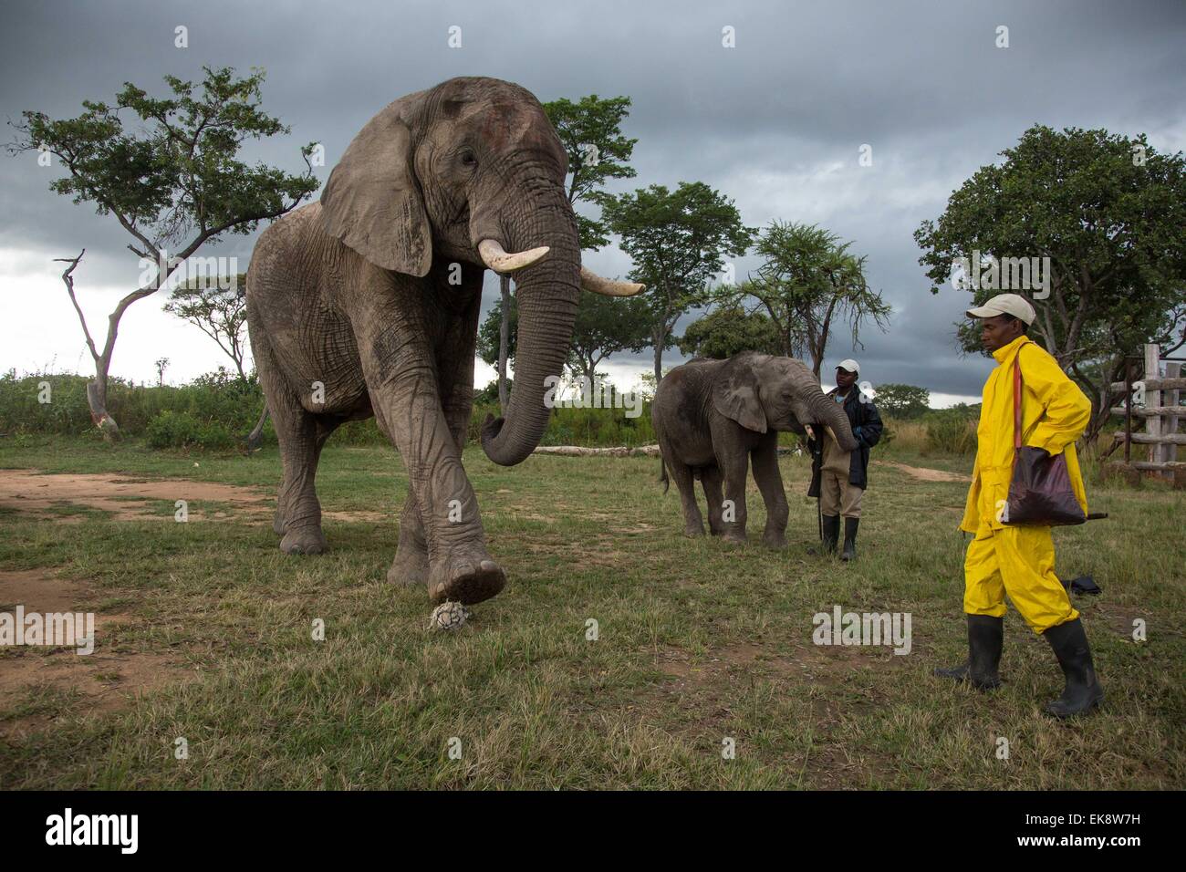 Harare, Zimbabwe. 7th Apr, 2015. Male elephant "Boxer" kicks a ball ...