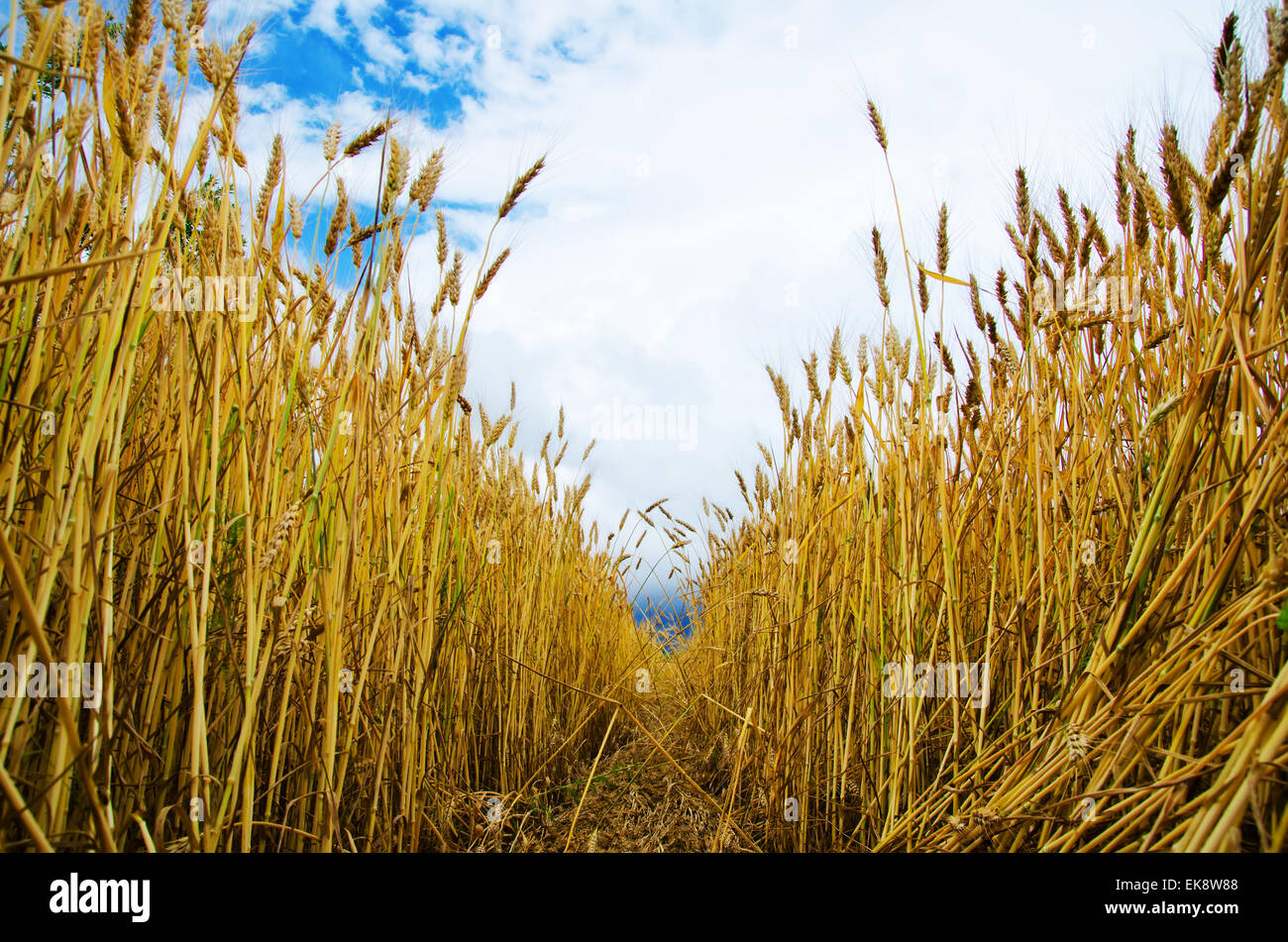 Inside corn field hi-res stock photography and images - Alamy