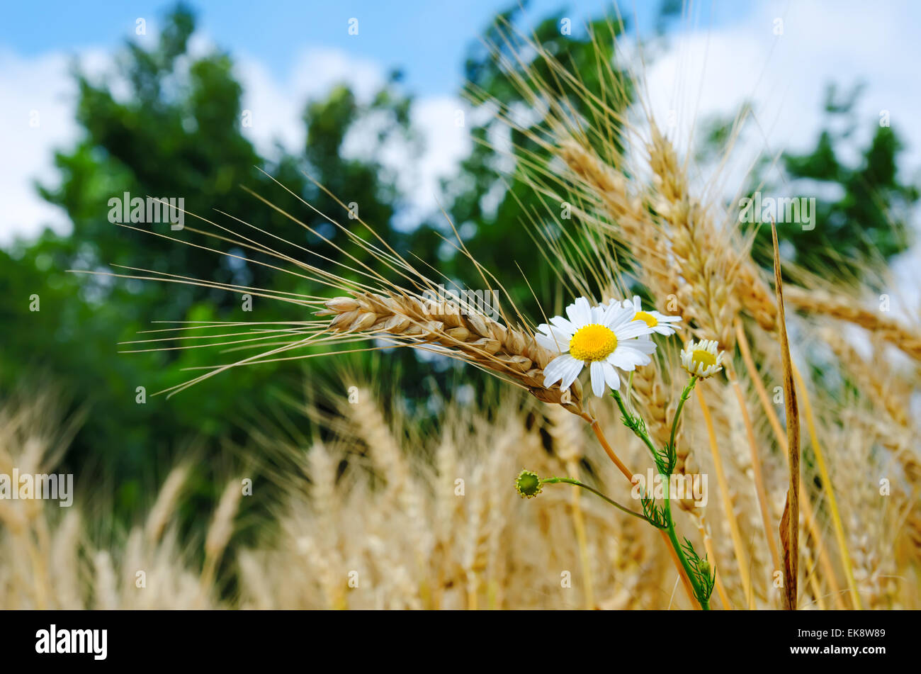 ears of wheat with flowers Stock Photo - Alamy