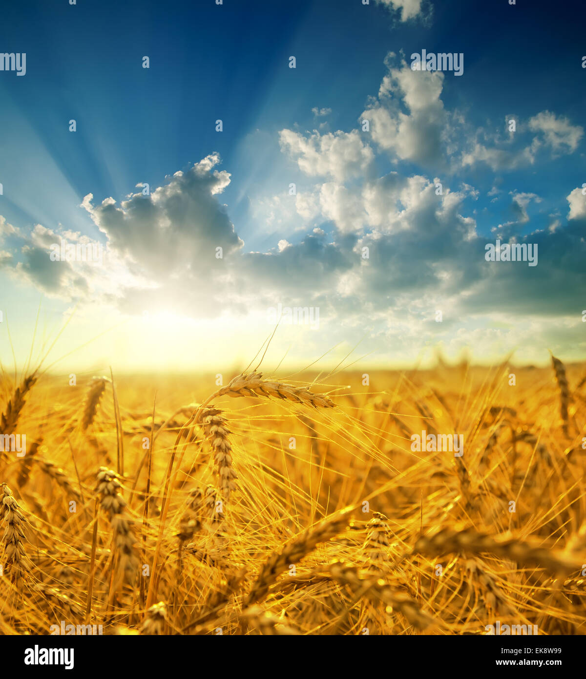 field with sunset Stock Photo - Alamy