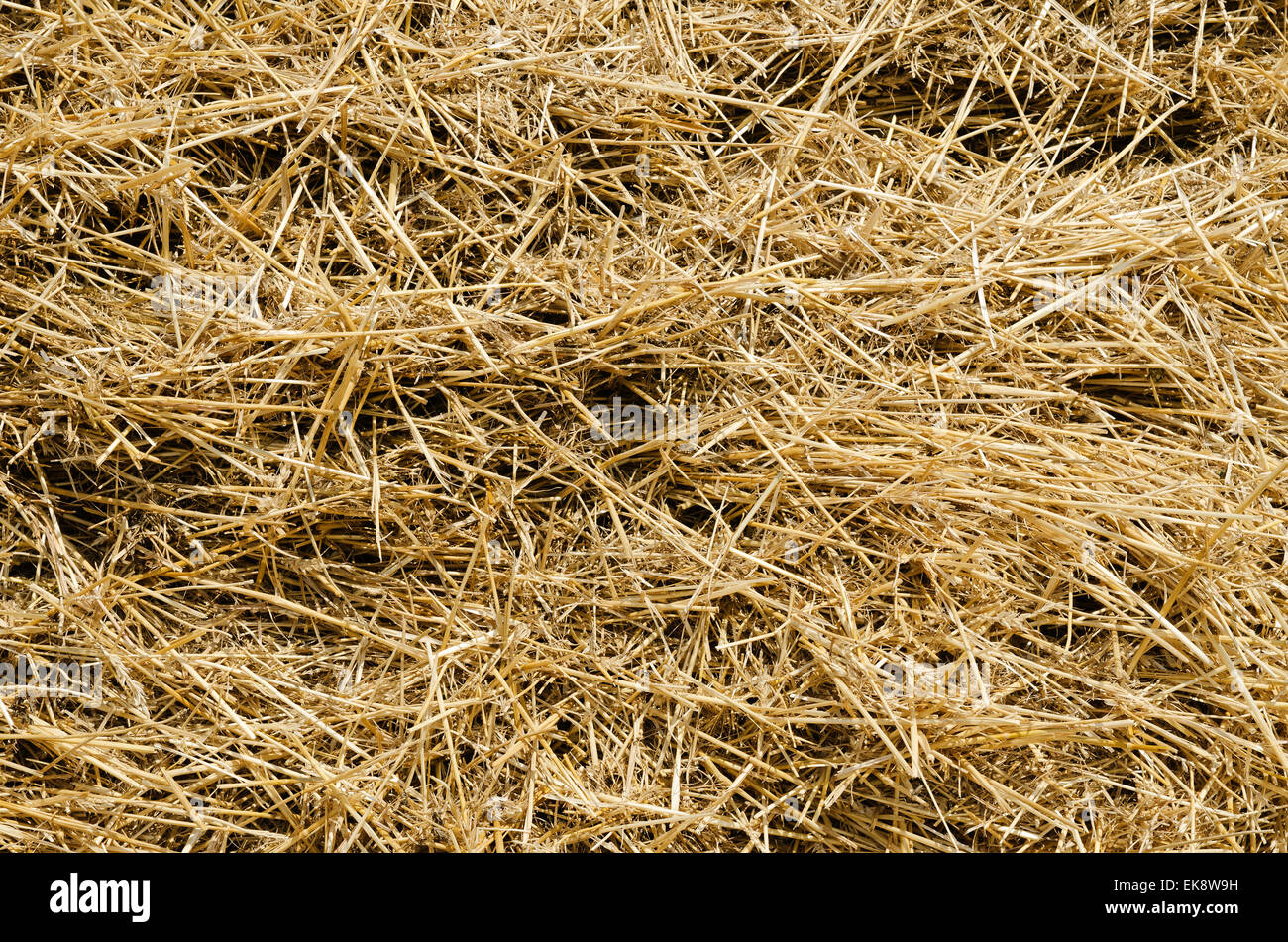straw closeup as background Stock Photo - Alamy