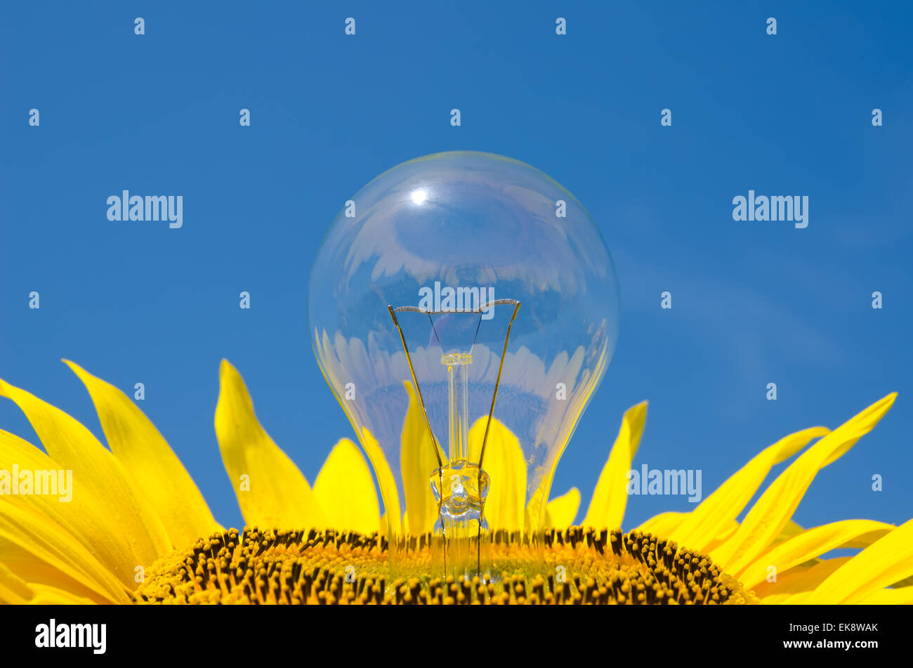 light bulb and sunflower Stock Photo - Alamy