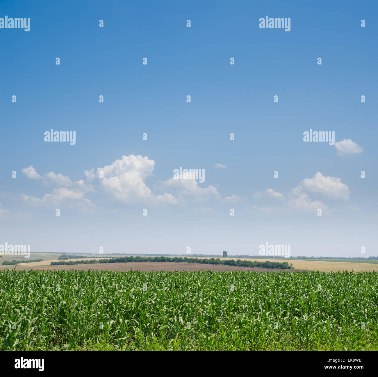 field with green maize Stock Photo - Alamy