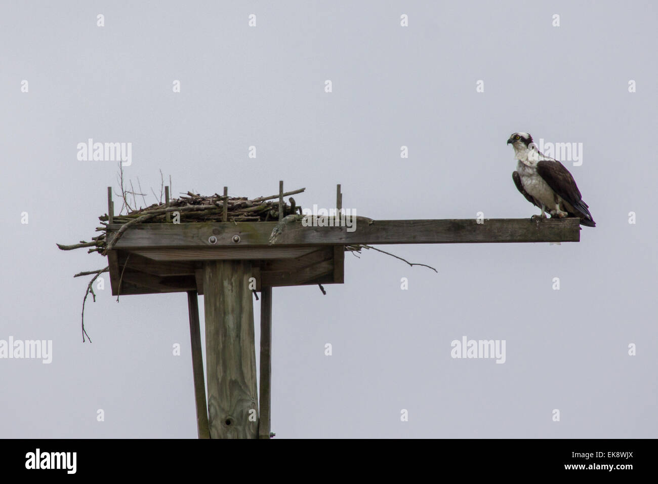An Osprey with a Bluegill in its talons sits on a hacking tower Stock ...