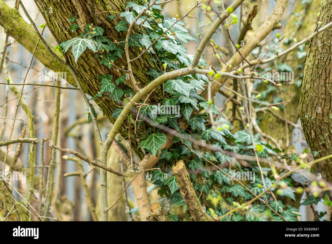 A tree in woodlands with creeping vegetation Stock Photo - Alamy