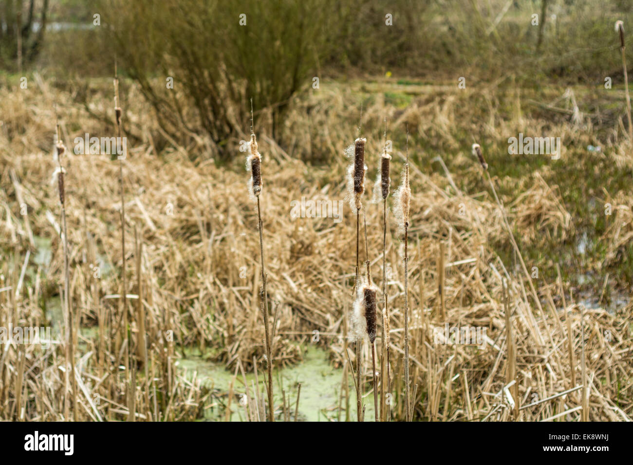 Padgate hi-res stock photography and images - Alamy