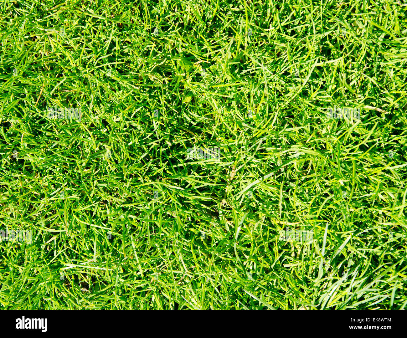 Green grass texture background Stock Photo - Alamy