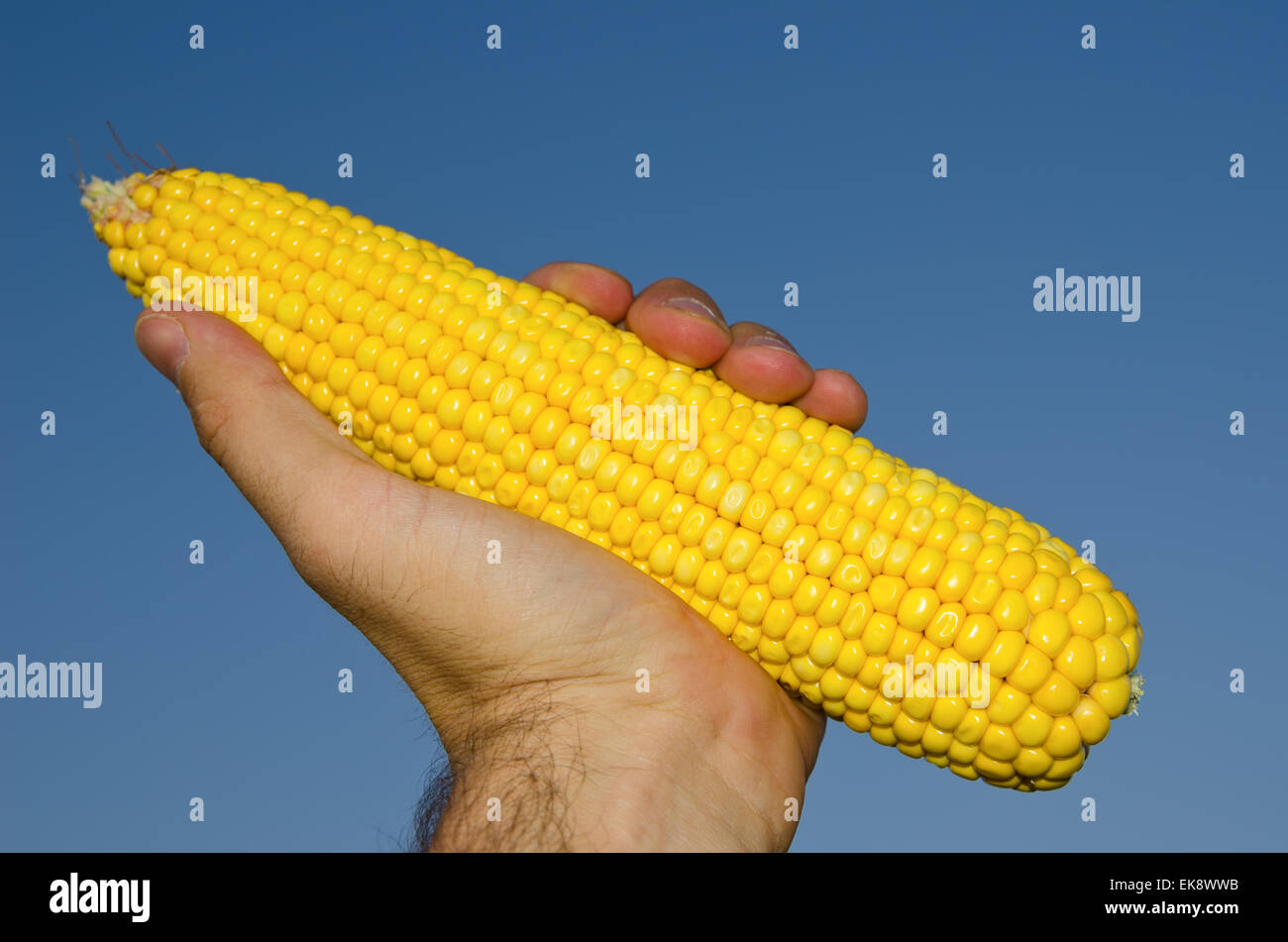 fresh golden maize in hand Stock Photo - Alamy