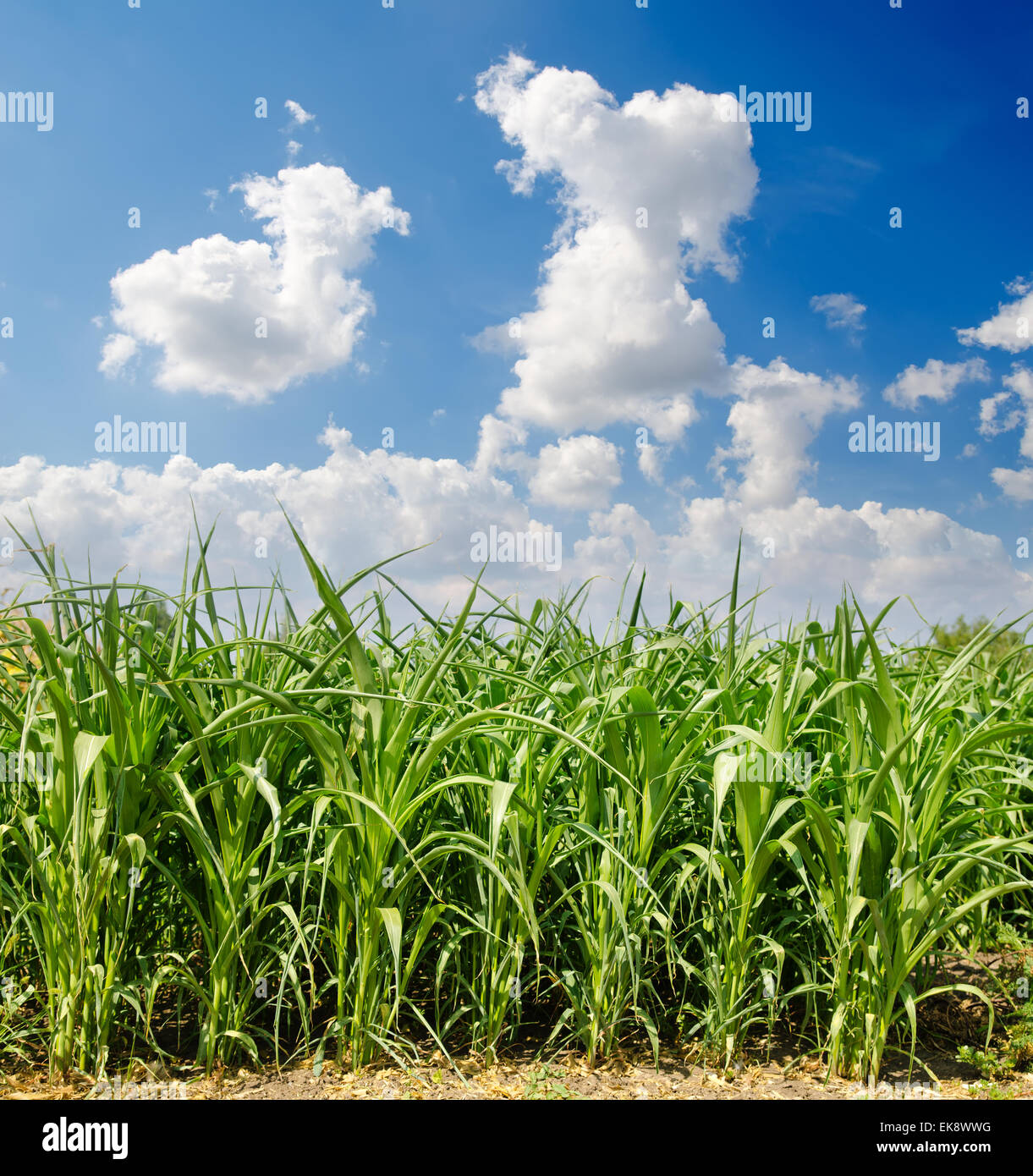 Beautiful green maize field Stock Photo - Alamy