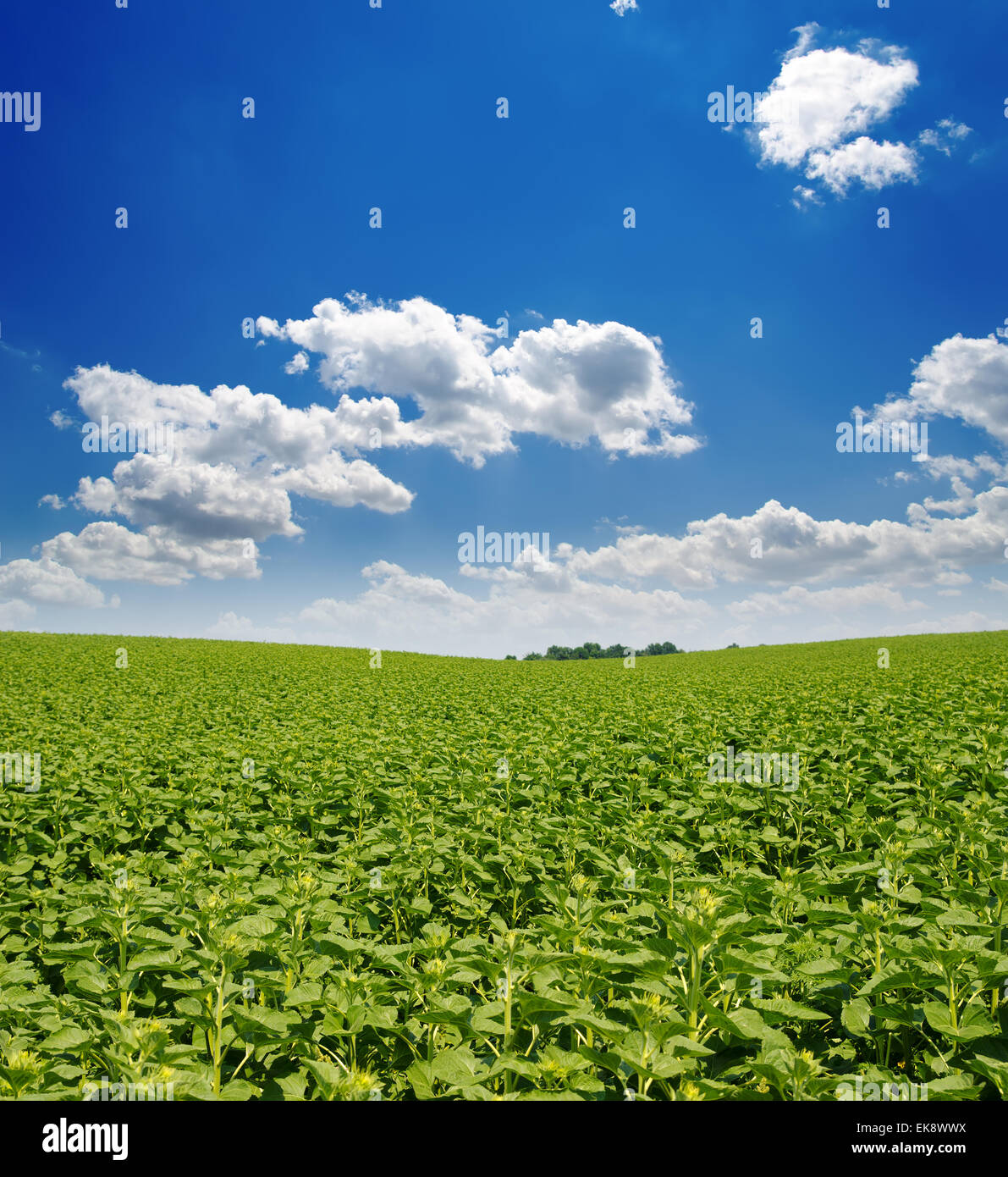field with green sunflowers under deep blue sky Stock Photo - Alamy