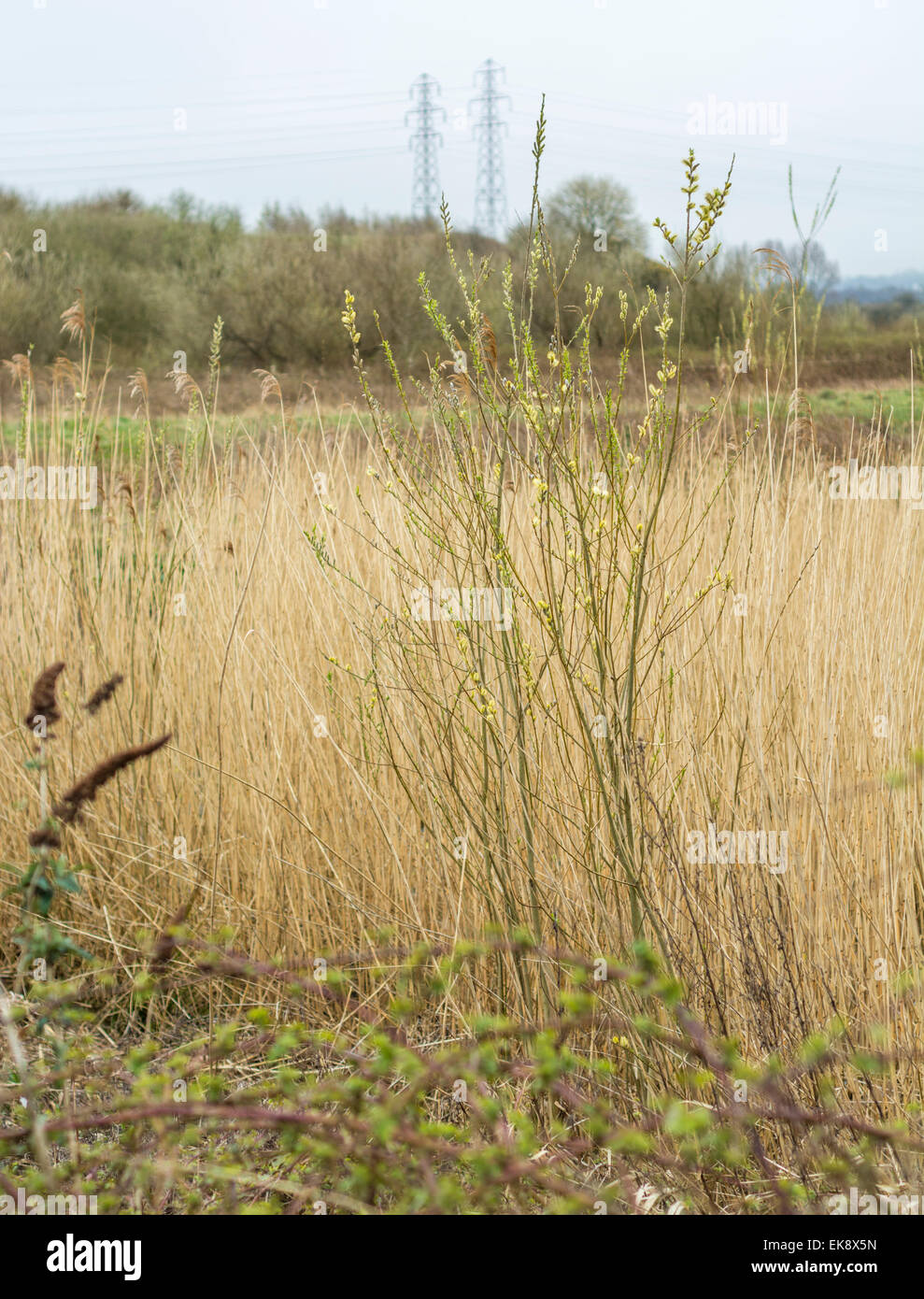 Focus on foreground vegetation with soft landscape background, taken at ...