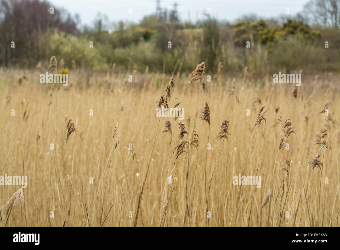 Field of wild corn at Padgate Meadows, Warrington, UK Stock Photo - Alamy