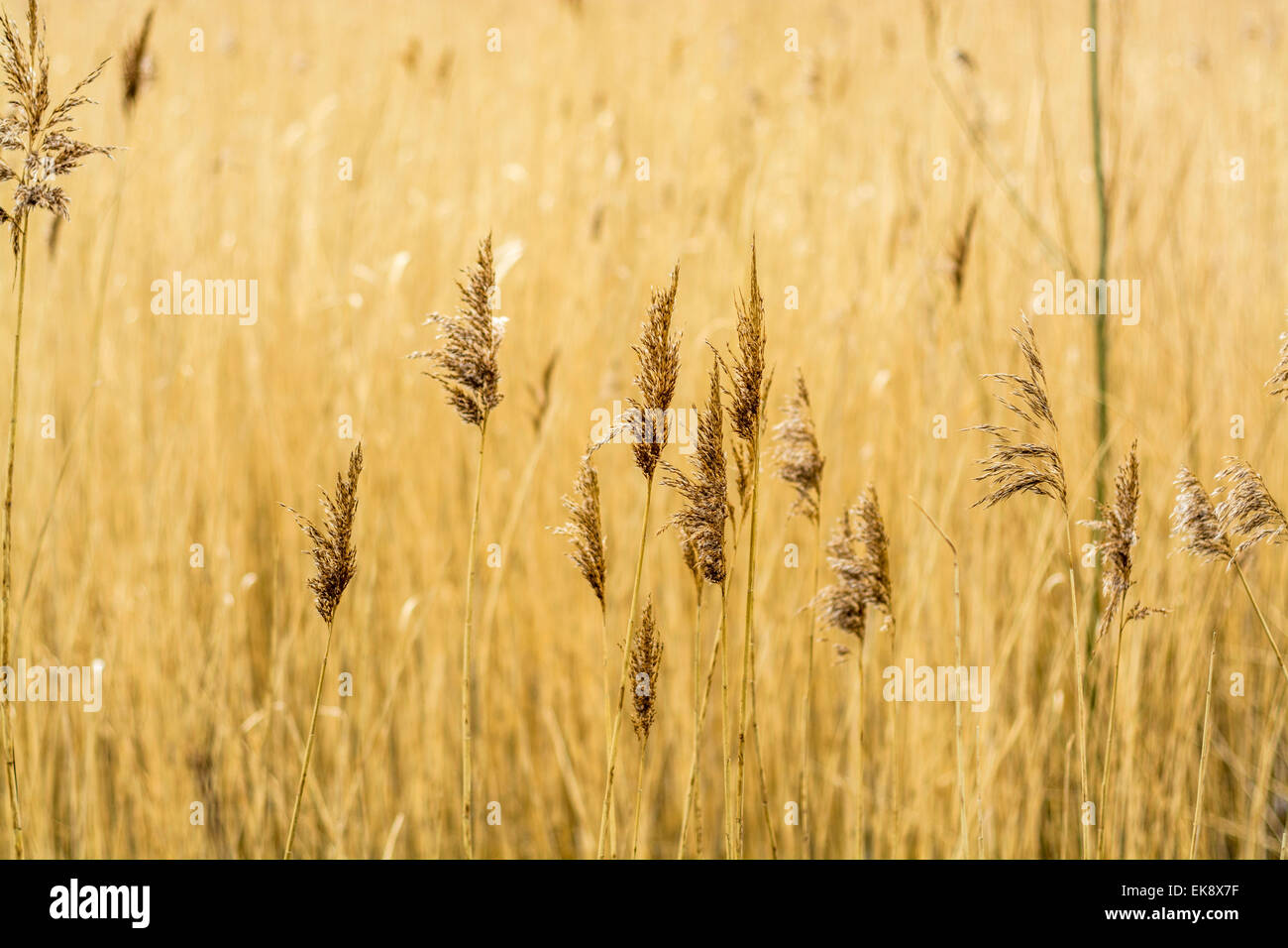 Field of wild corn at Padgate Meadows, Warrington, UK Stock Photo - Alamy