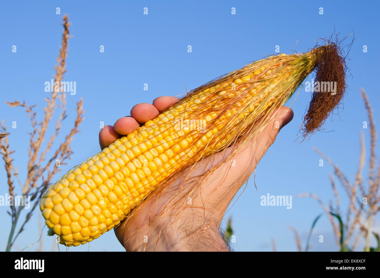 fresh golden maize in hand Stock Photo - Alamy