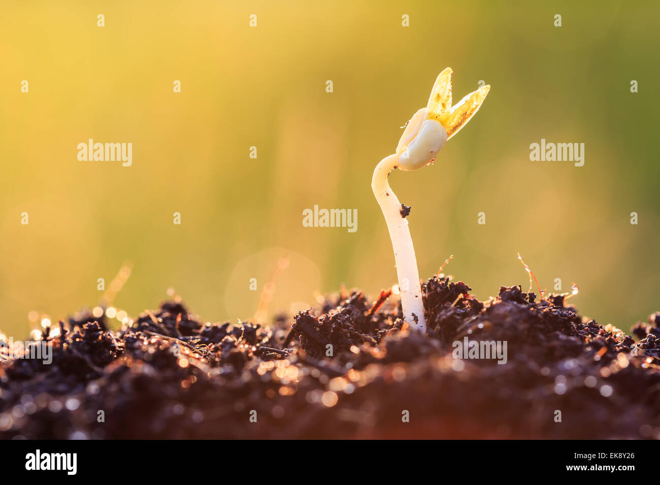 Young plant growing on soil Stock Photo - Alamy