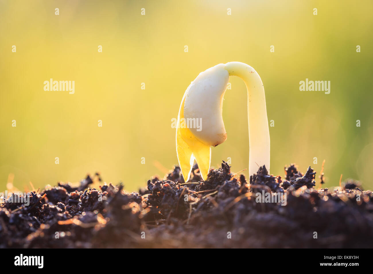 Young plant growing on soil Stock Photo - Alamy