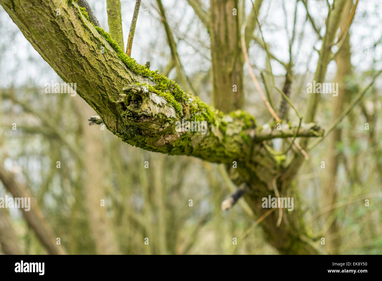 Tree branch on country walk with background in soft focus, taken on ...