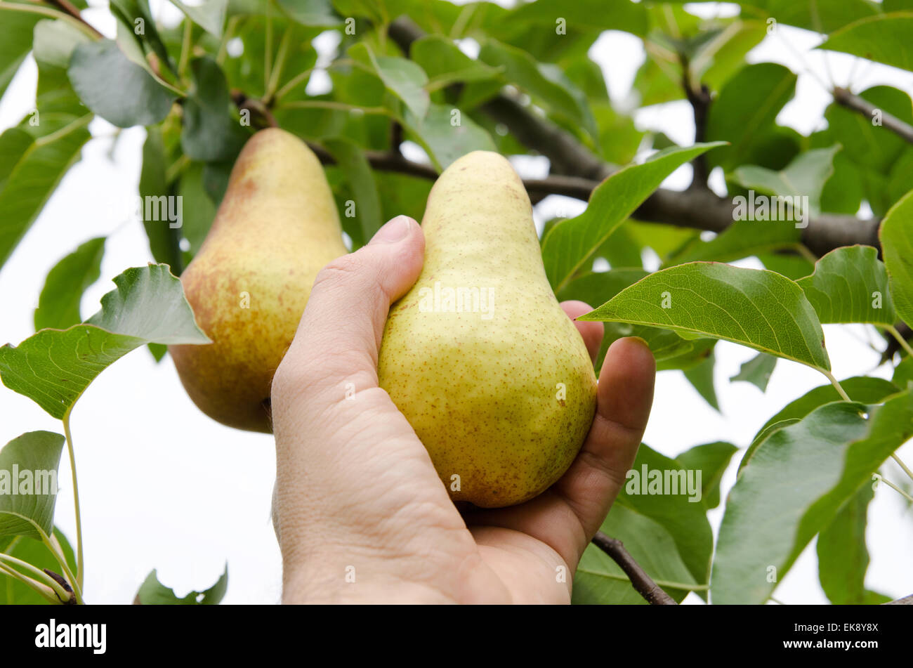 masculine hand pulls off an pear Stock Photo - Alamy