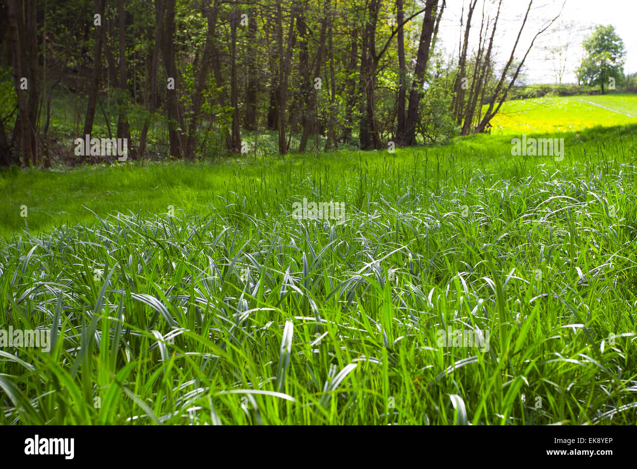tall grass in a meadow in the woods Stock Photo - Alamy