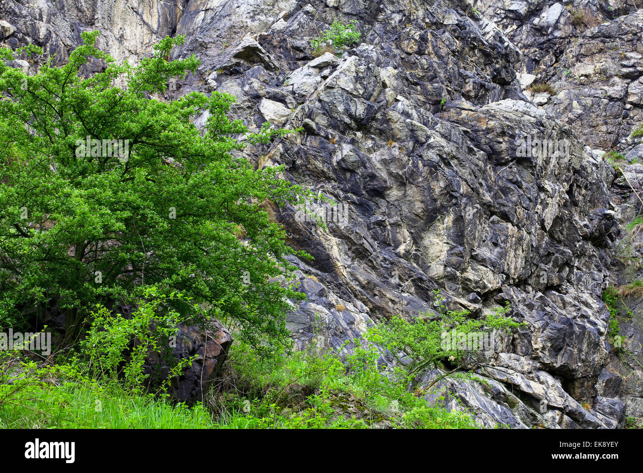 trees in the background of rocks Stock Photo - Alamy