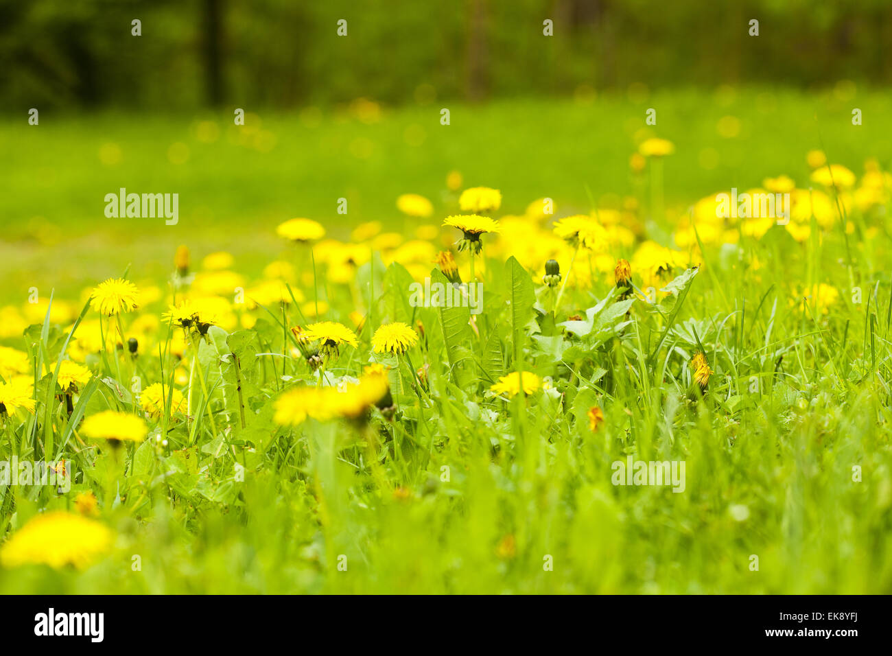 large field of dandelions Stock Photo - Alamy