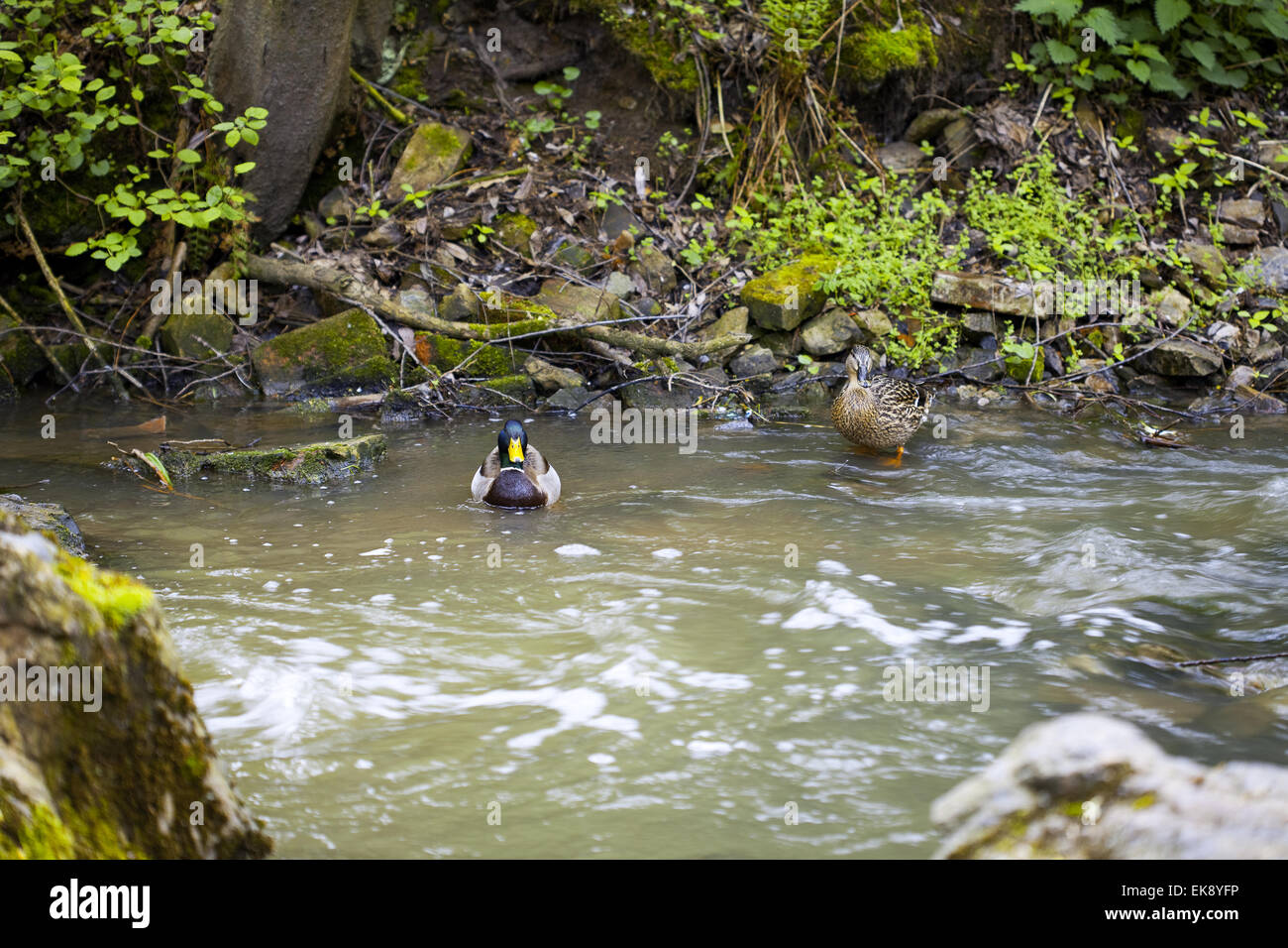 ducks swimming in a mountain stream Stock Photo - Alamy