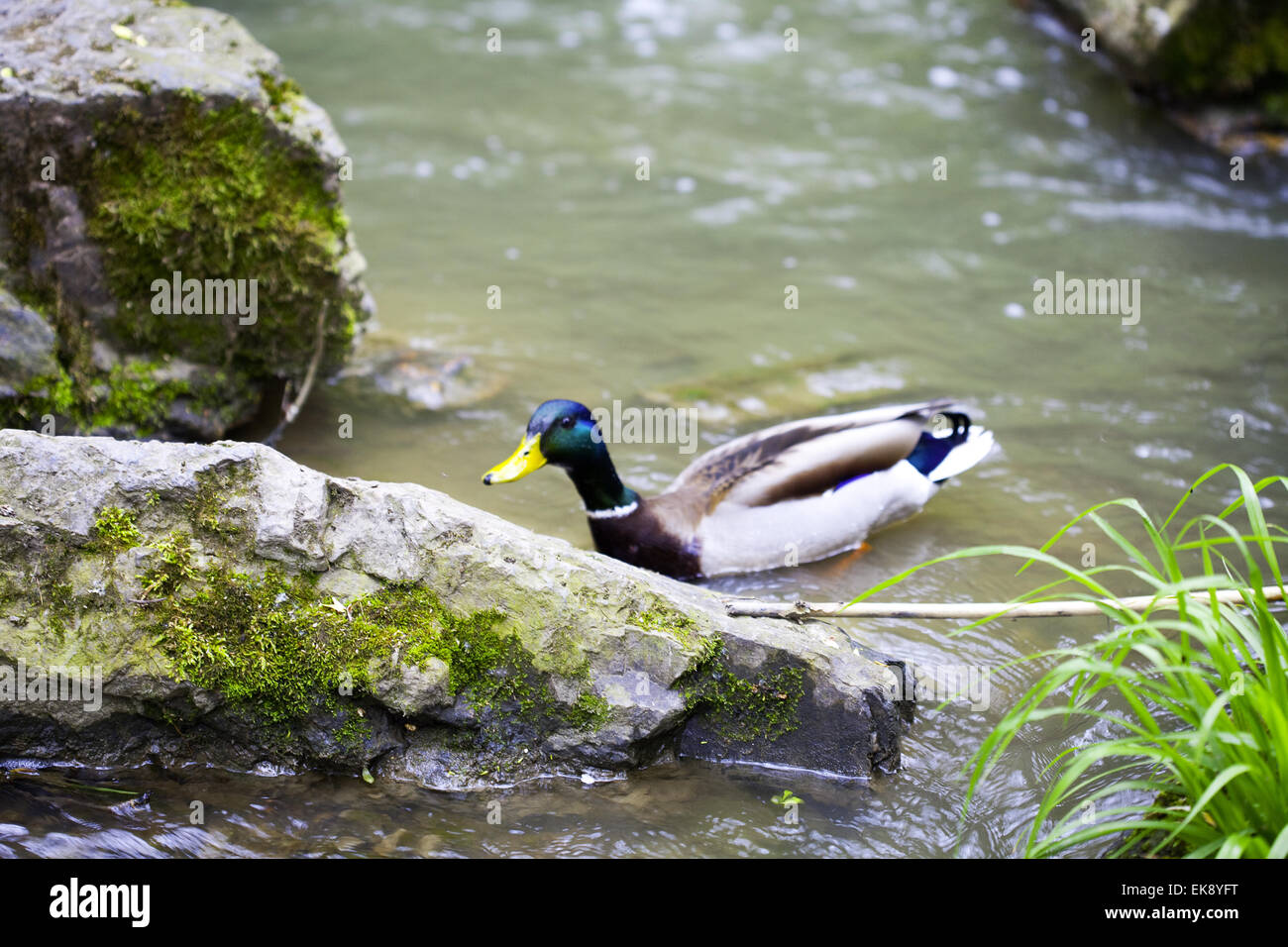 ducks swimming in a mountain stream Stock Photo - Alamy