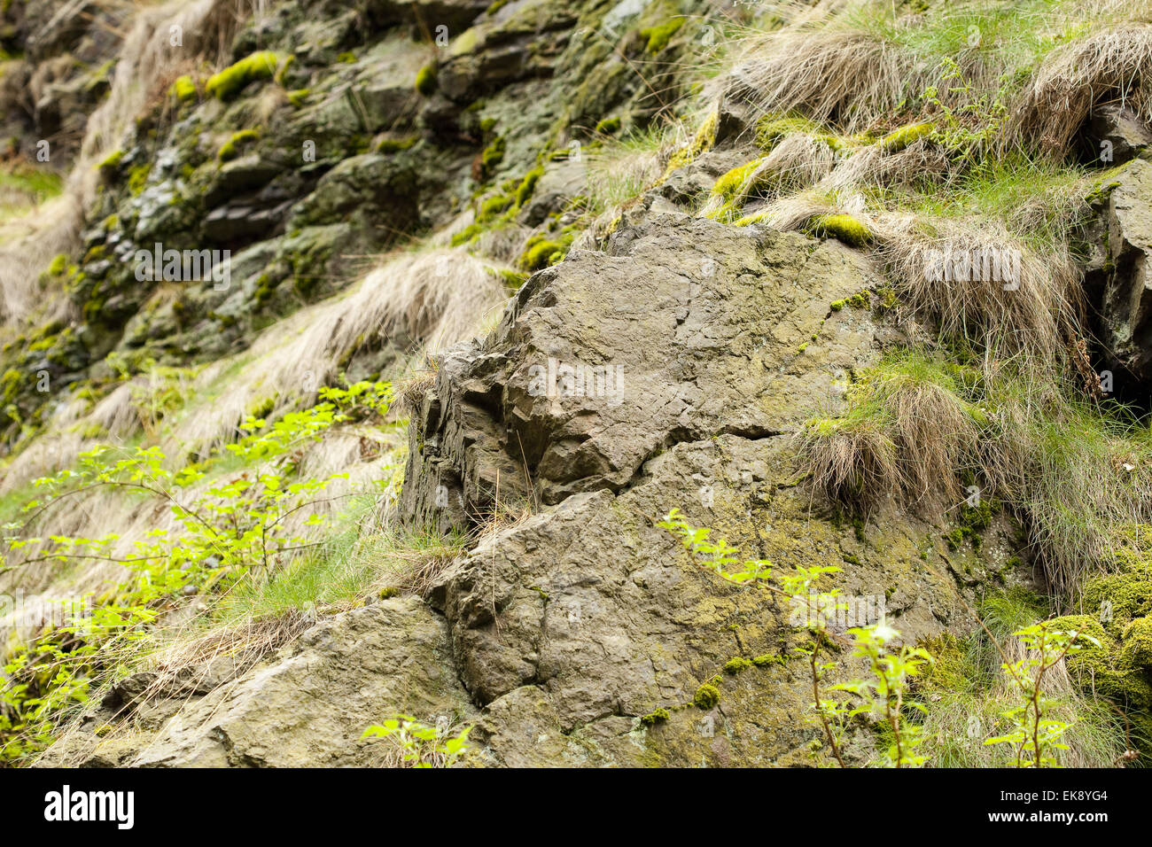 rock covered with green moss Stock Photo - Alamy