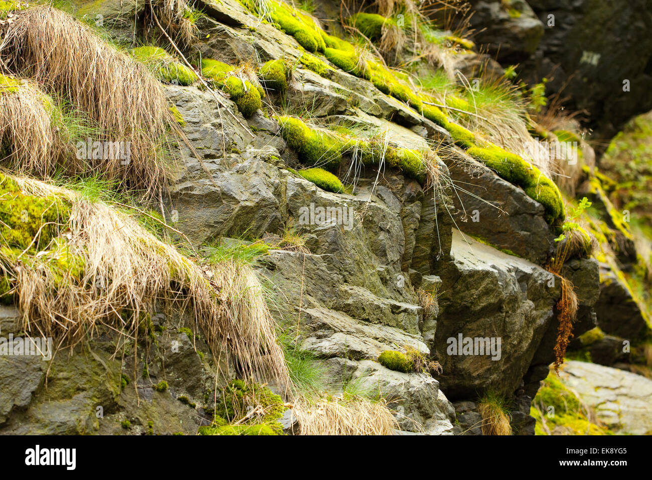rock covered with green moss Stock Photo - Alamy