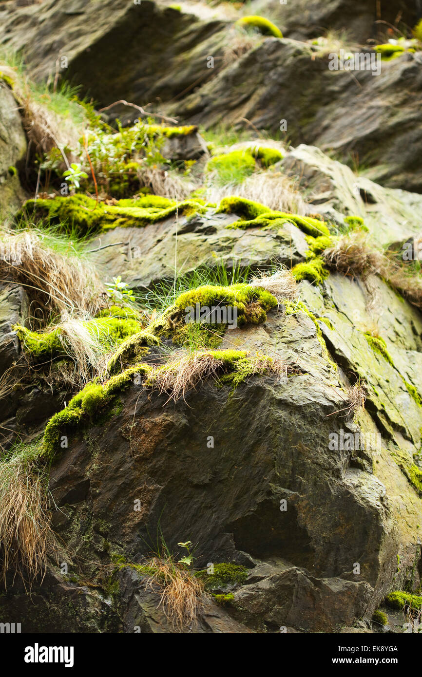 rock covered with green moss Stock Photo - Alamy