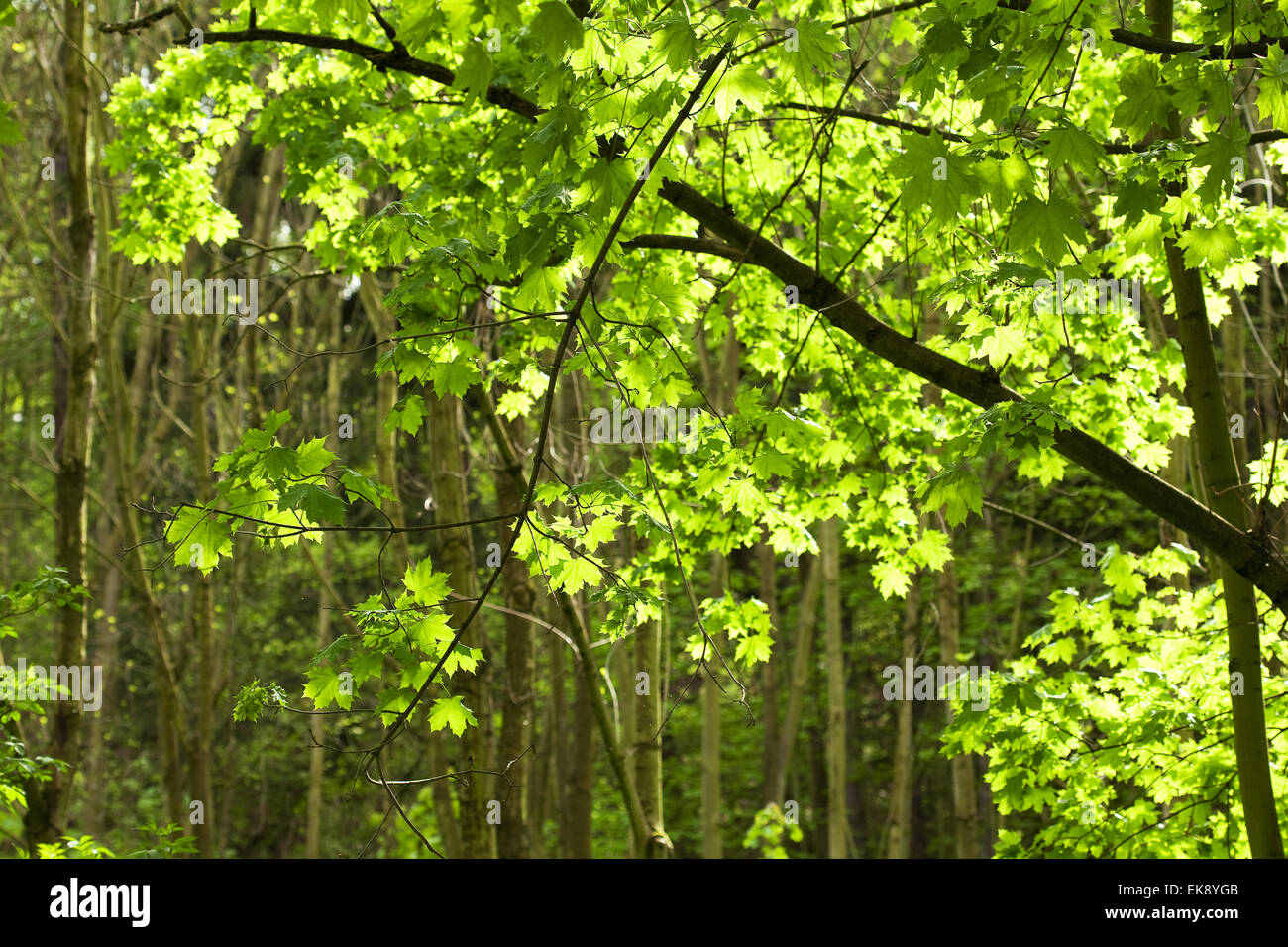 green maple tree on the background of the sunny sky Stock Photo - Alamy