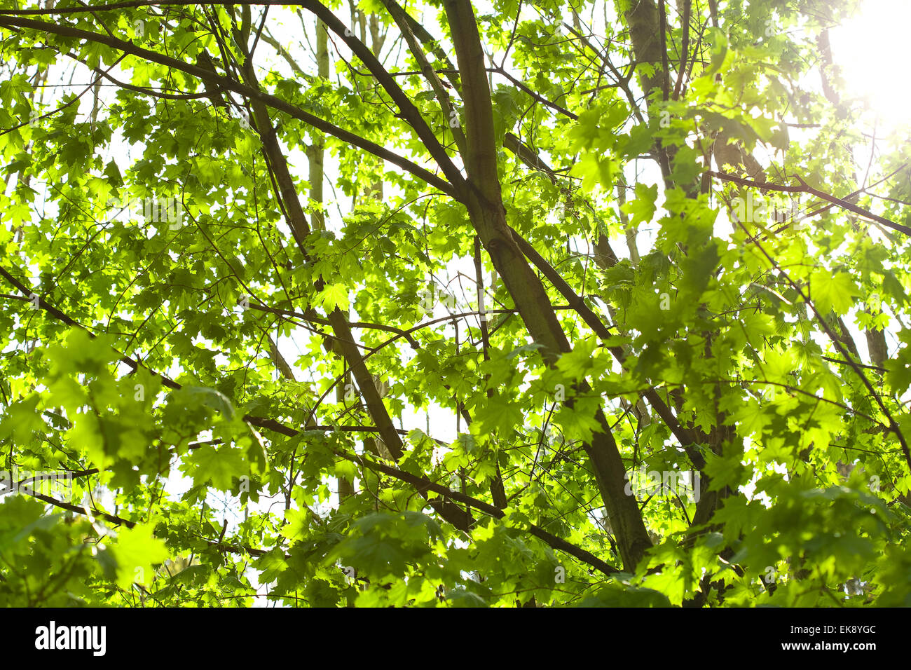 green maple tree on the background of the sunny sky Stock Photo - Alamy