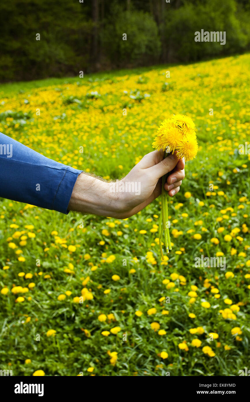 dandelions in the hands of men on the background field of dandel Stock ...