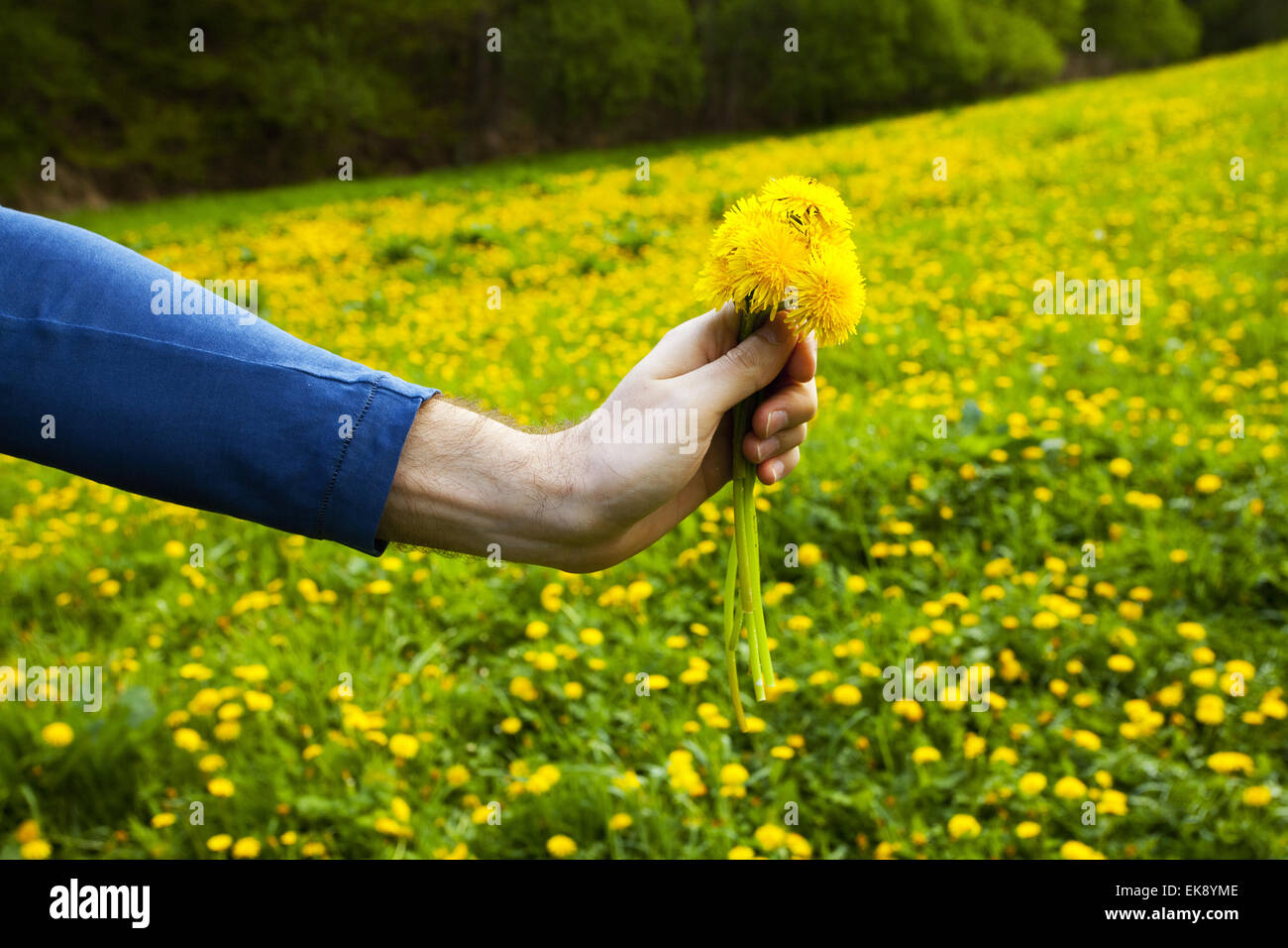 dandelions in the hands of men on the background field of dandel Stock ...